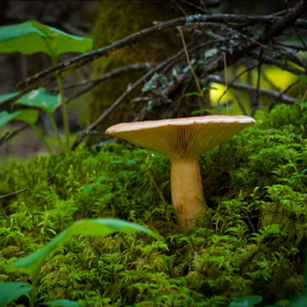 One Small Step: buy less stuff – LüSa Organics